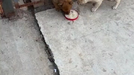 小白狗其实也是钻出来的…