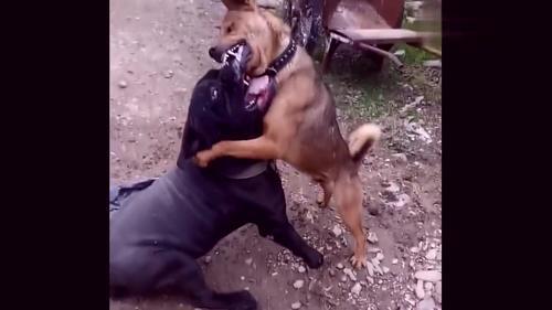 四川大哥刚回到家就看到这,卡斯罗和家里的土狗咬起来了!