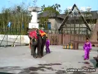 大象表演--大象也好色