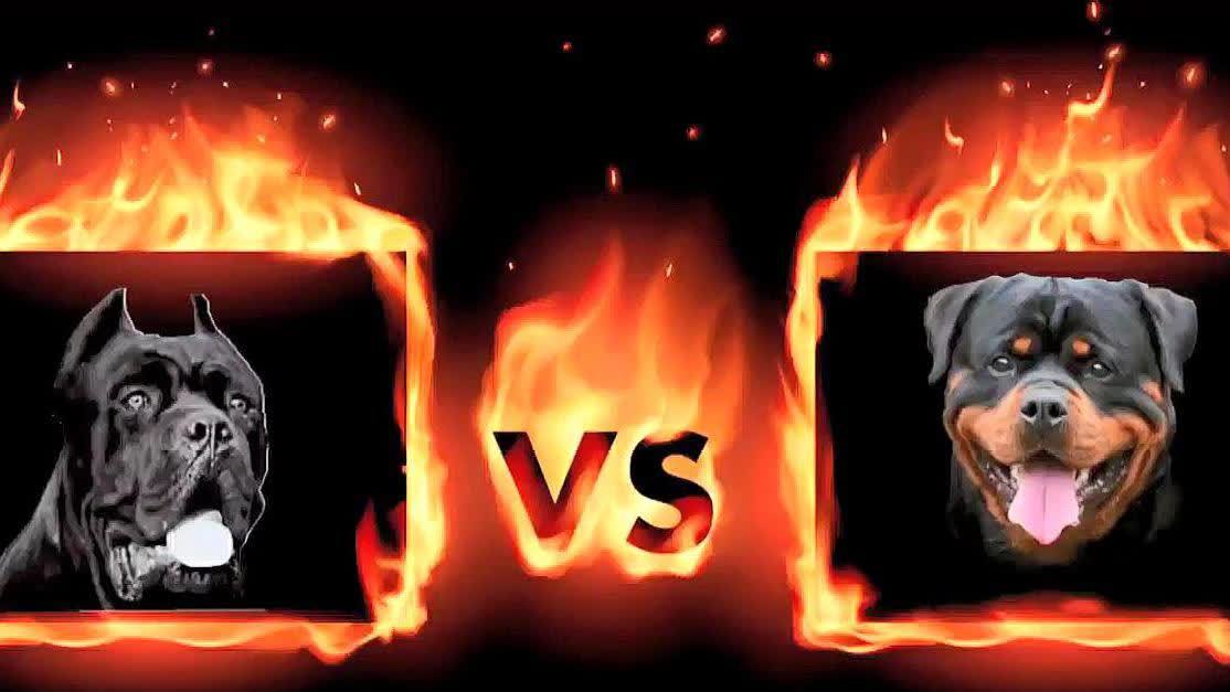 王者与王者之间的对决,卡斯罗犬VS罗威纳犬谁与争锋?