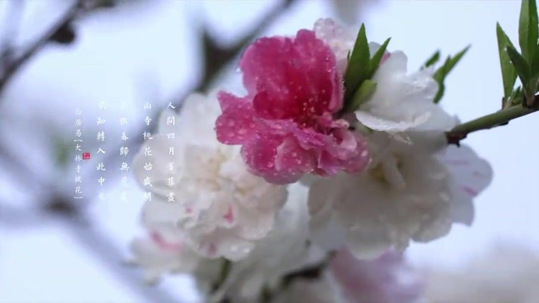 桃树