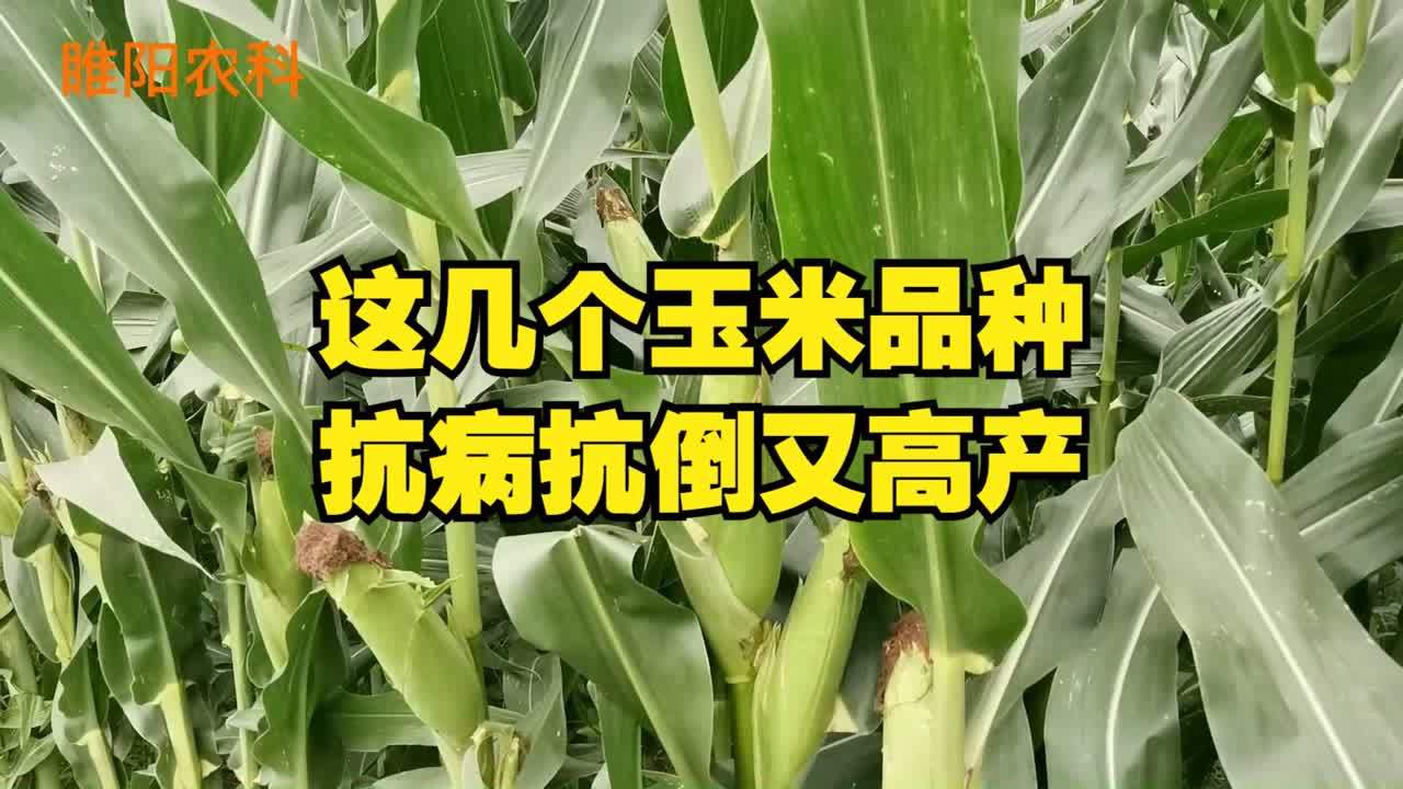 这几个最新审定的玉米新品种,抗病抗倒又高产...