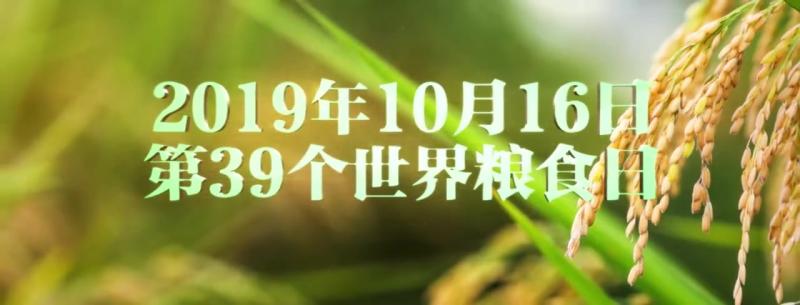 世界粮食日宣传片