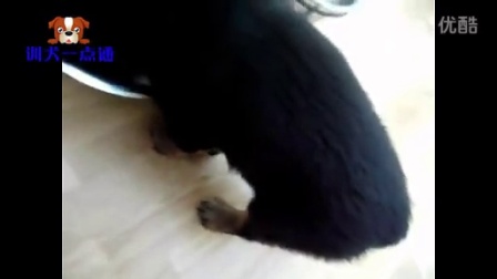 训狗教程 狗狗怎么训练上厕所