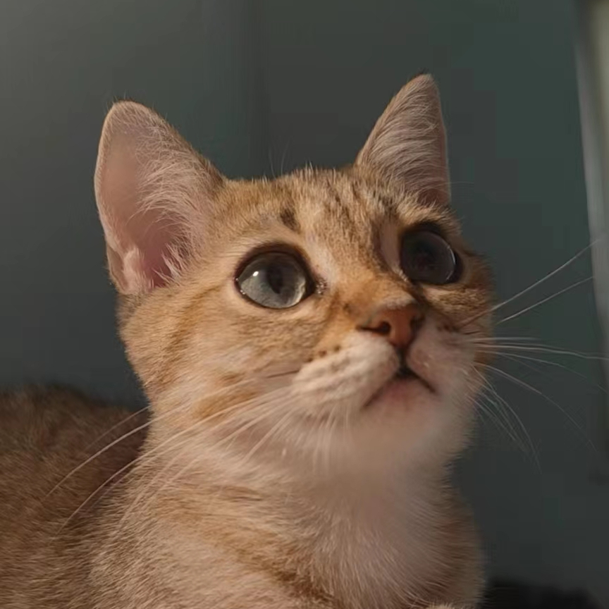 生信猫_英短学妹 
