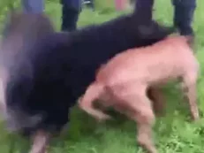 130万巨型藏獒对战50万比特犬, 不把脑袋咬掉绝不松口! 心疼小比特