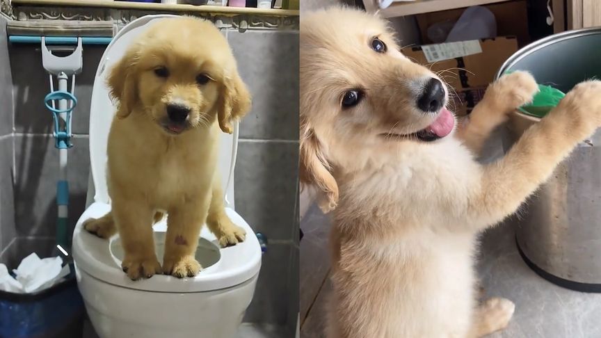 主人训练狗狗马桶上厕所,一不留神狗狗就掉了进去!狗:让你催我