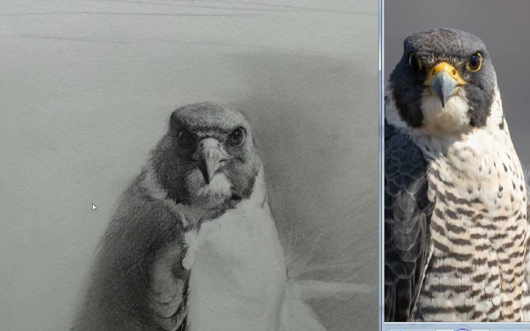 可爱的起小鸟如何用素描画的栩栩如生呢?画动物的详细步骤给你啦