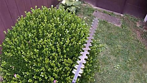 园艺师给一株绿篱修剪塑形, 强迫症一定会喜欢这份工作!