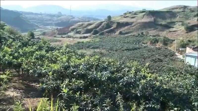 种植枇杷需要哪些自然条件,赶紧看看吧