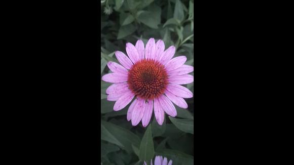 所有的死亡都解释不清活着的真相…