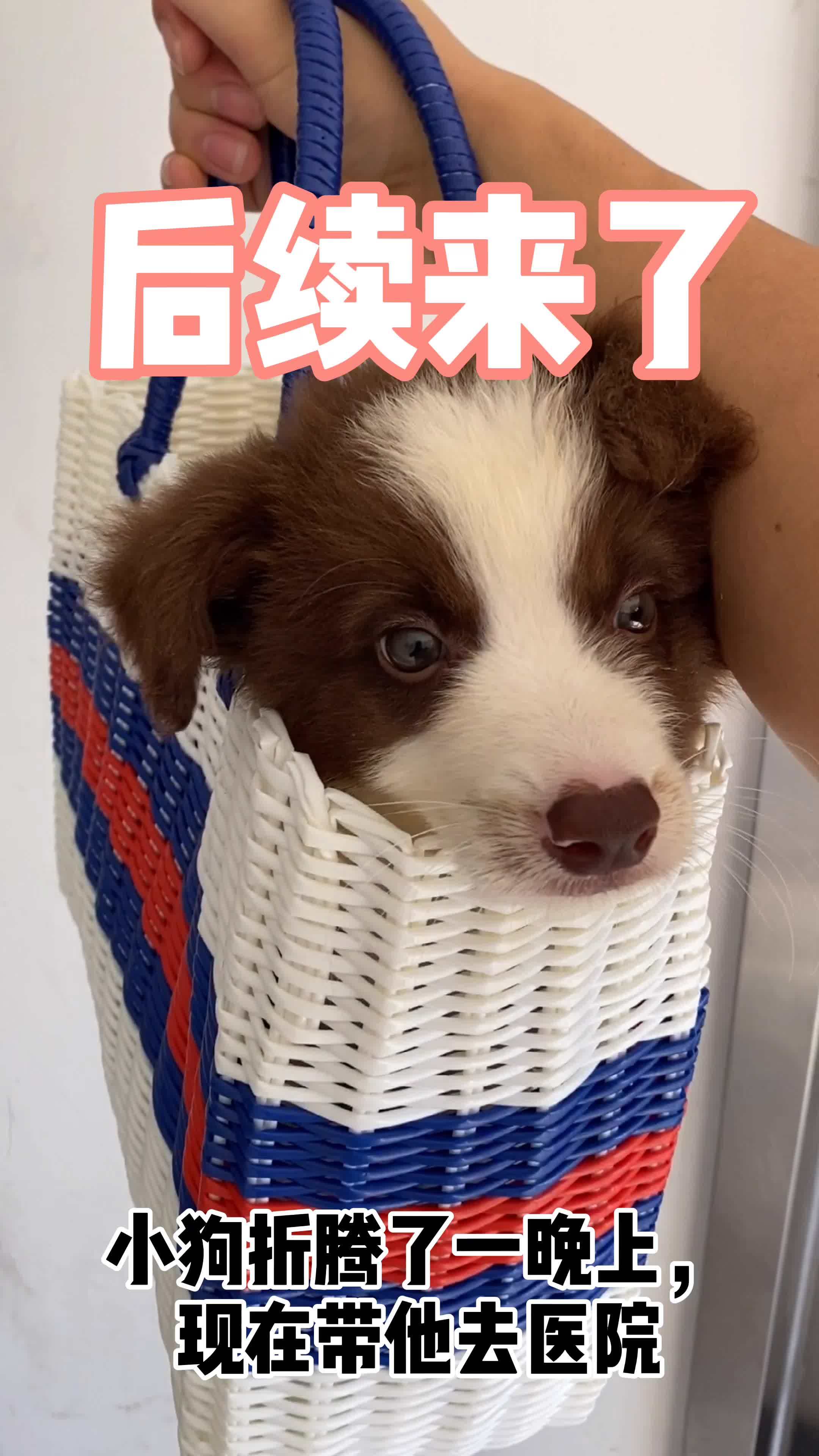 后续来了!确诊了冠状,幸好不是细小,谢谢大家的关心 #捡到狗