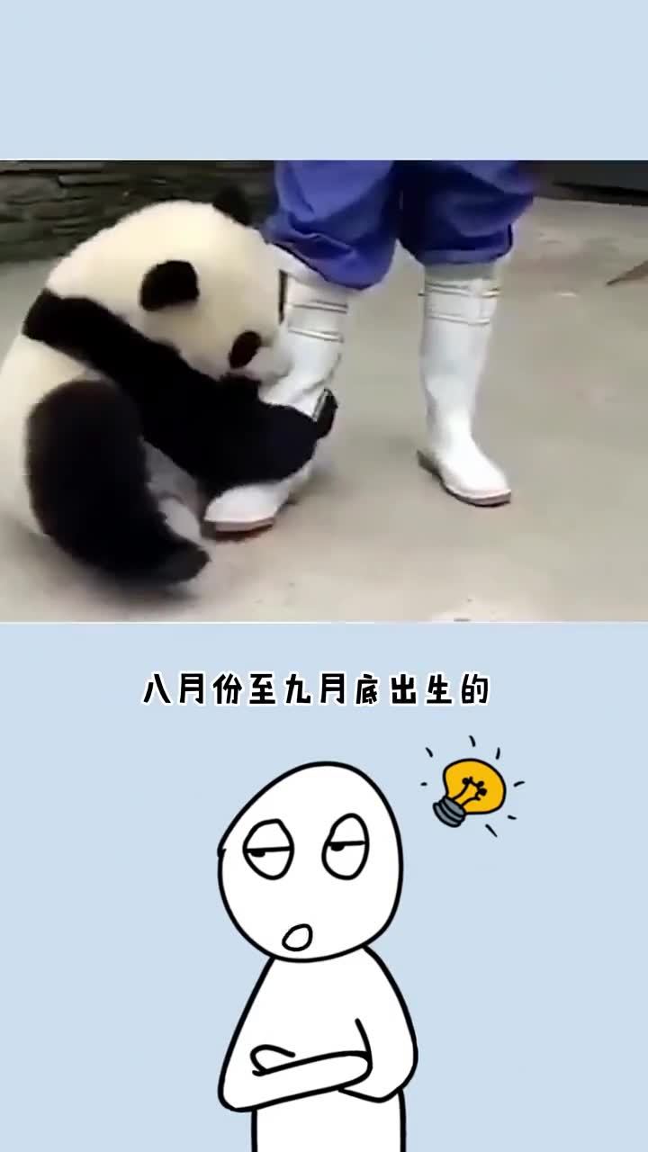 叭叭冷知识,大熊猫是什么血型的呢～