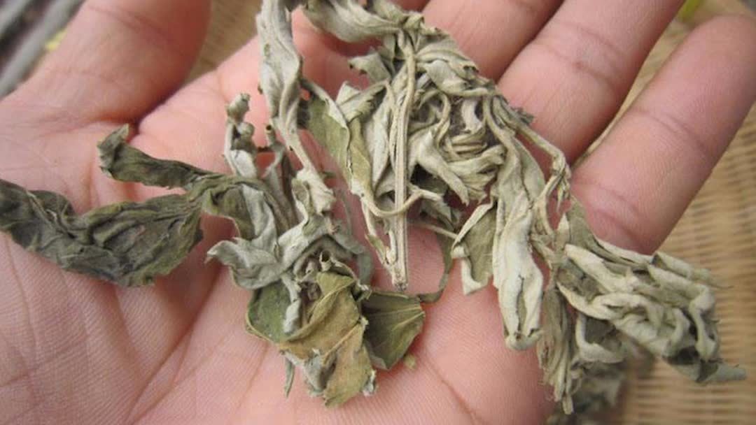 艾叶泡脚竟然这么厉害!但这1个禁忌要清楚,可惜很多人还不知道