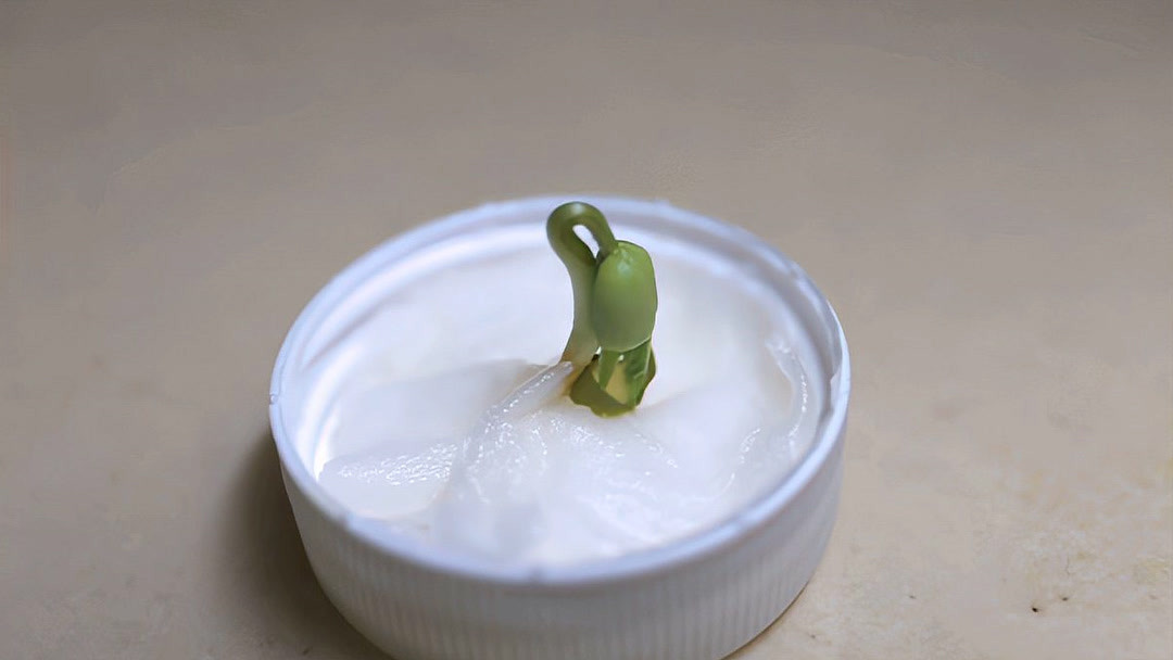 超震撼!1分钟记录绿豆芽的一生的成长,感受生命的伟大历程