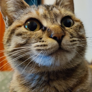 大魔法师8沙鹰8 