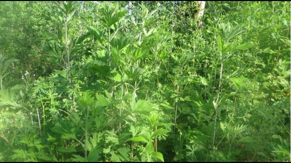 腰间盘突出不用愁,只需一些艾草秘制用法,告别多年腰腿疼
