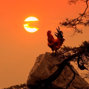 借糖的拇指小人 