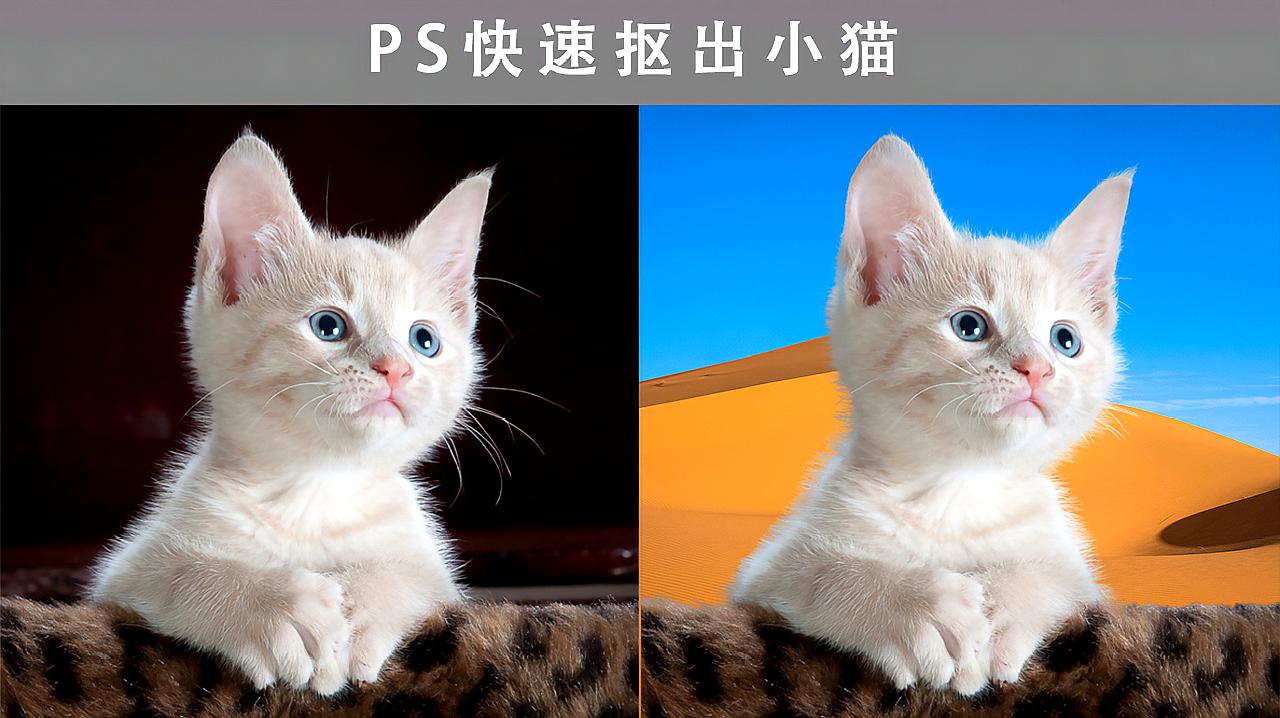 PS如何快速抠取小猫