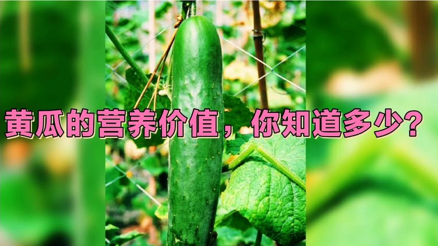 黄瓜的营养价值,你知道多少?
