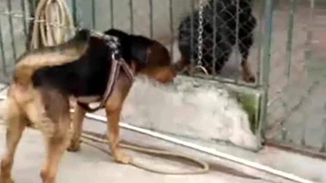 动物世界 实拍藏獒与狼打架 狼狗被吓到 斗狗视频