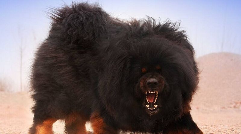 实拍小视频:藏獒VS比特犬,它竟然一招就秒杀对方