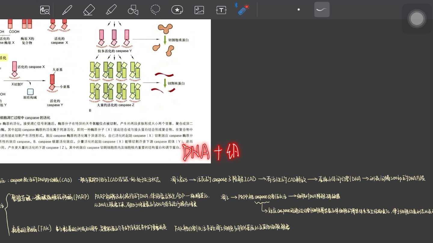 细胞衰老与细胞程序性死亡/细胞衰老的信号通路/自用复盘 捋一遍课本