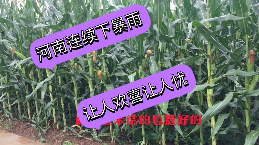 河南持续干旱后,连续降雨,却让人欢喜让人忧,这是为什么?