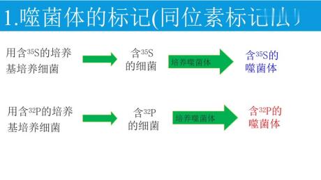 高中生物必修二微课 生物必修2-3.1-DNA是主要的遗传物质