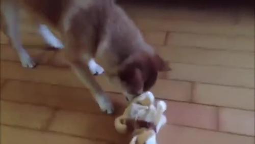 把会动的玩具小狗放到柴犬面前,当时就懵逼了!