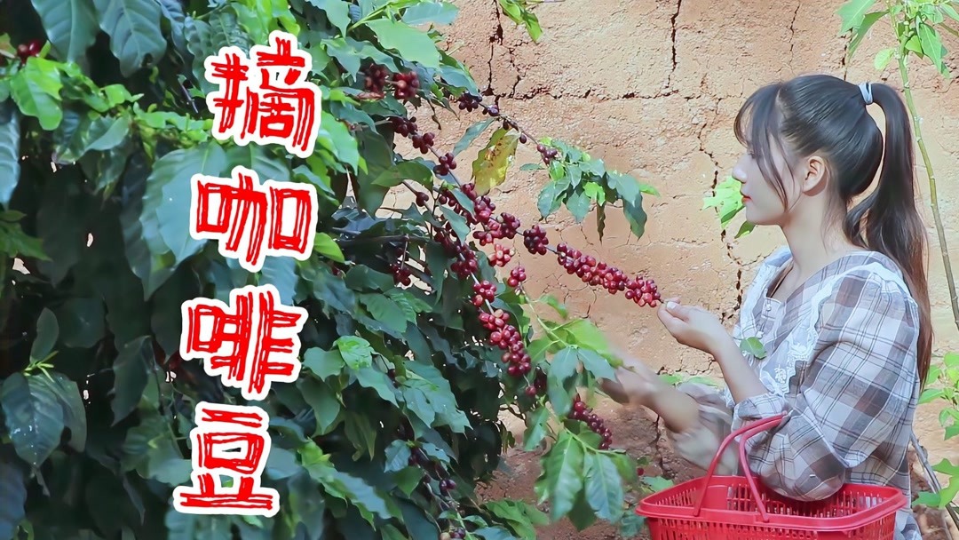 云南气候宜人还养树,农村阿妹路边采摘咖啡豆,自家做的咖啡咋样