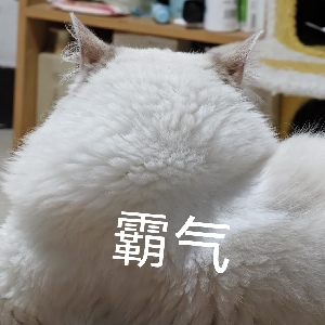 老黄是唯一爱看舞蹈区 