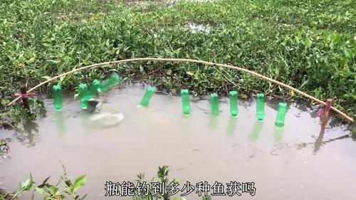 超牛的自动钓鱼装置,仅用10个瓶子,鱼获绝了