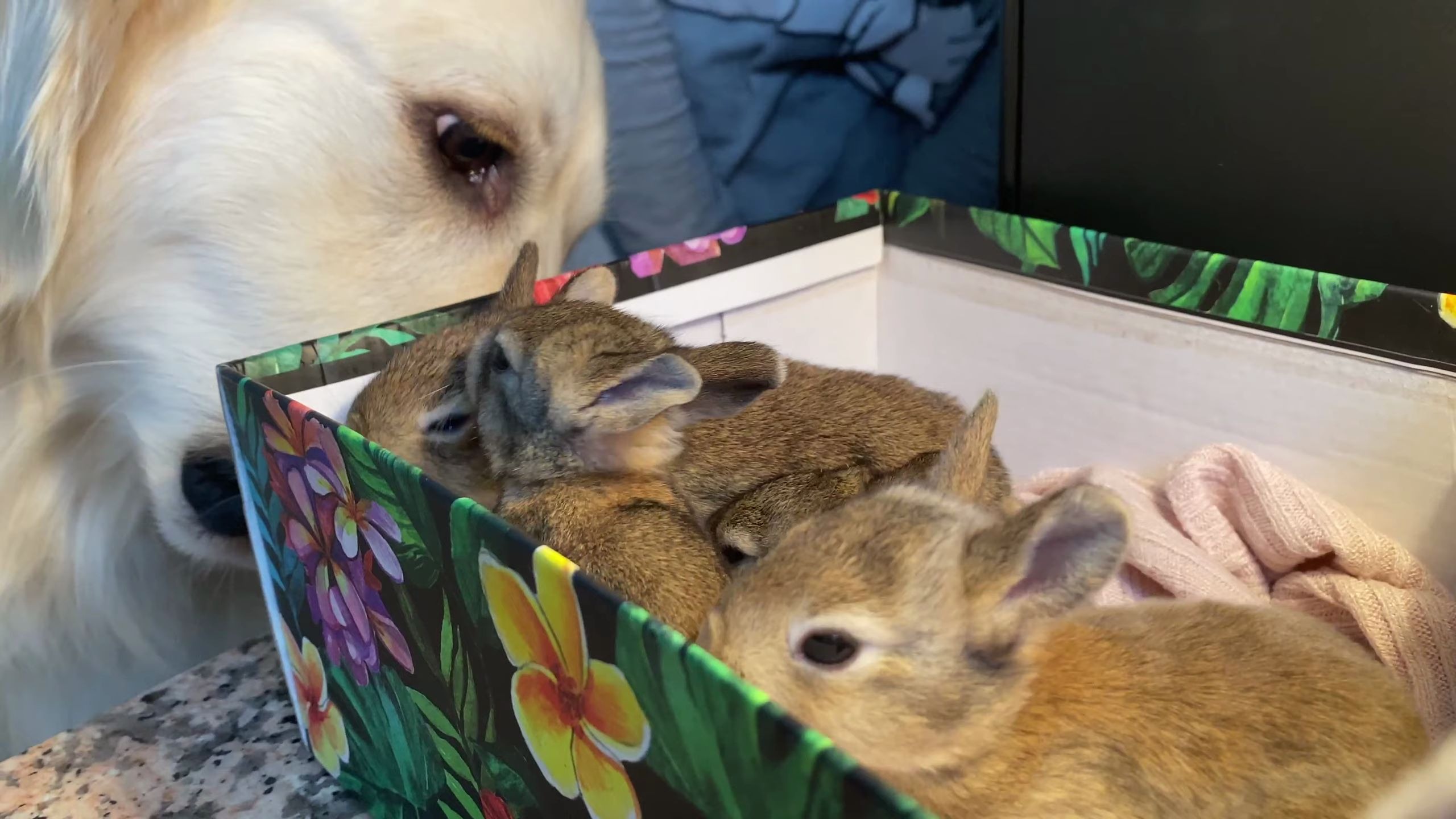 金毛猎犬欢迎小兔子 - TiB