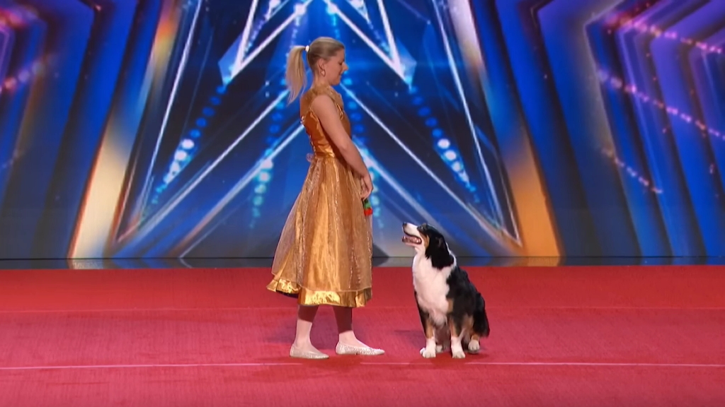 宠物杂技表演,猫猫跟狗狗表演的真精彩