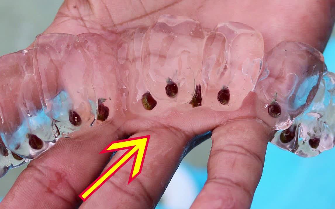 世界上最诡异的动物,如果你毫无发觉问题就大了!竟然是它?