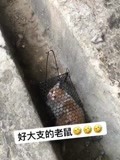 捕鼠笼:我能咋办呢?我也很尴尬啊!