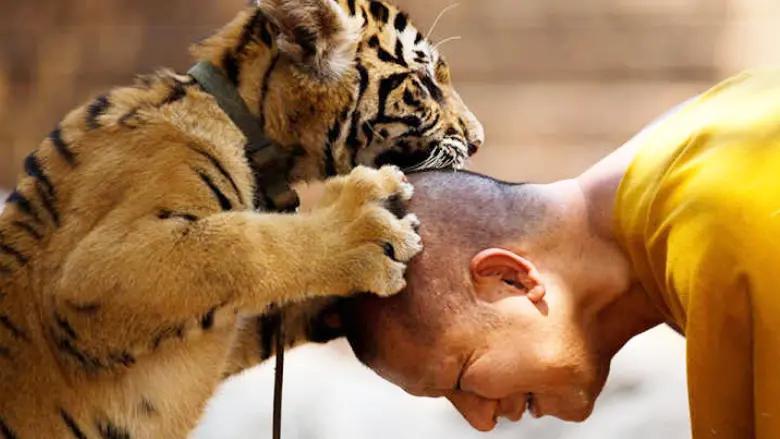 86只老虎死亡!在泰国虎庙的"佛光"下,隐藏的尽是人性的丑恶