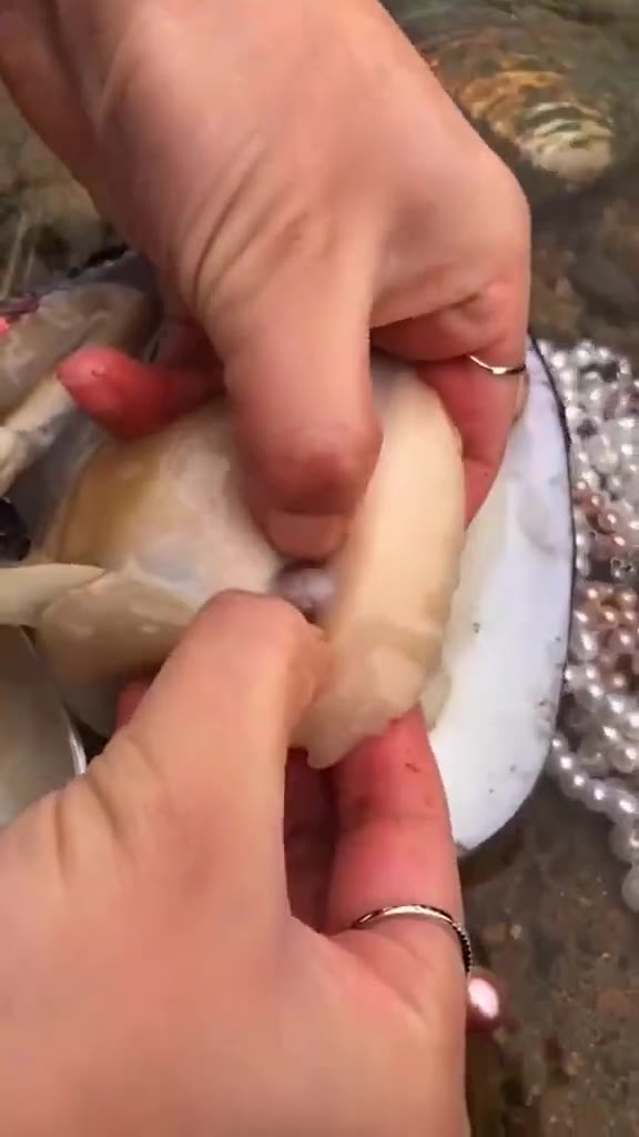珍珠母贝在几年的生长过程中也往往可能受到某些病菌的影响,同时插...