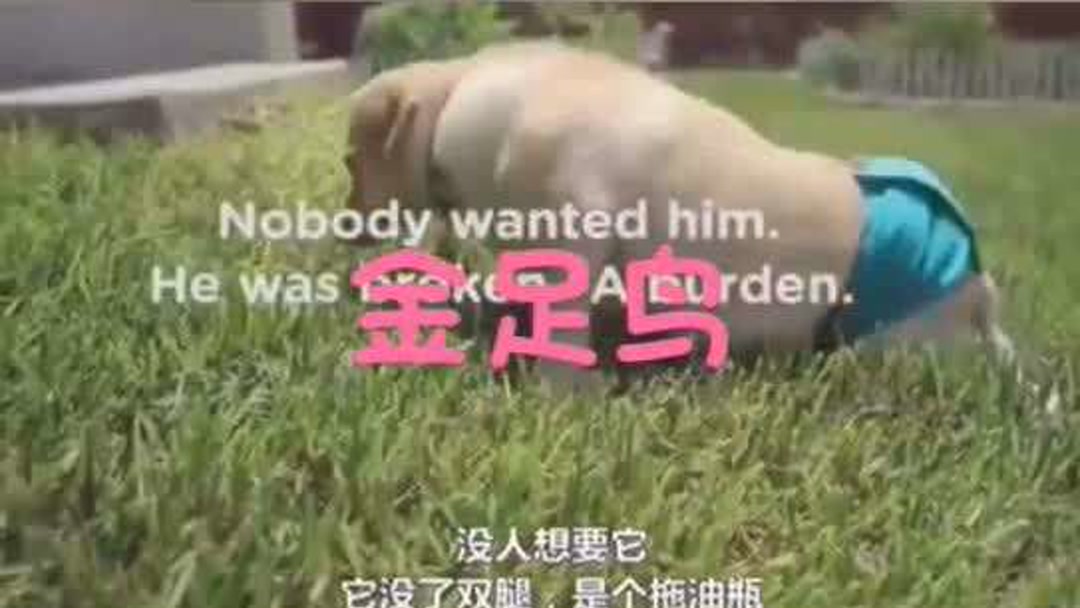 生活 不易,请继续加油!