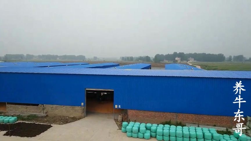西门塔尔牛育肥 大型育肥养殖场场地规模和建设标准 带大家看看