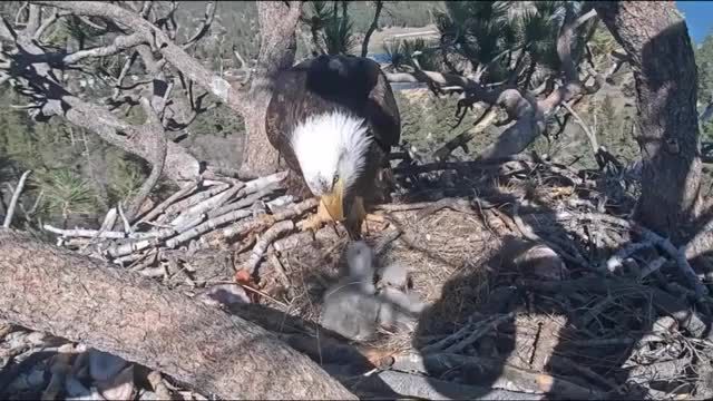 鹰宝宝成长记，原来动物也跟人类一样暖心，照顾宝宝好细心