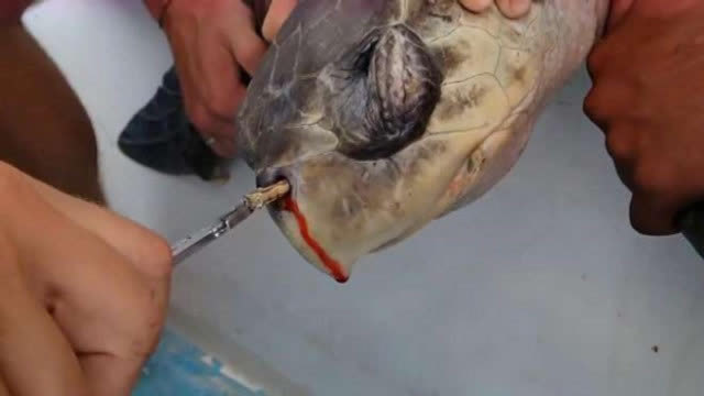 海龟鼻子里有“异物”,鼻血一直流,看起来十分痛苦!