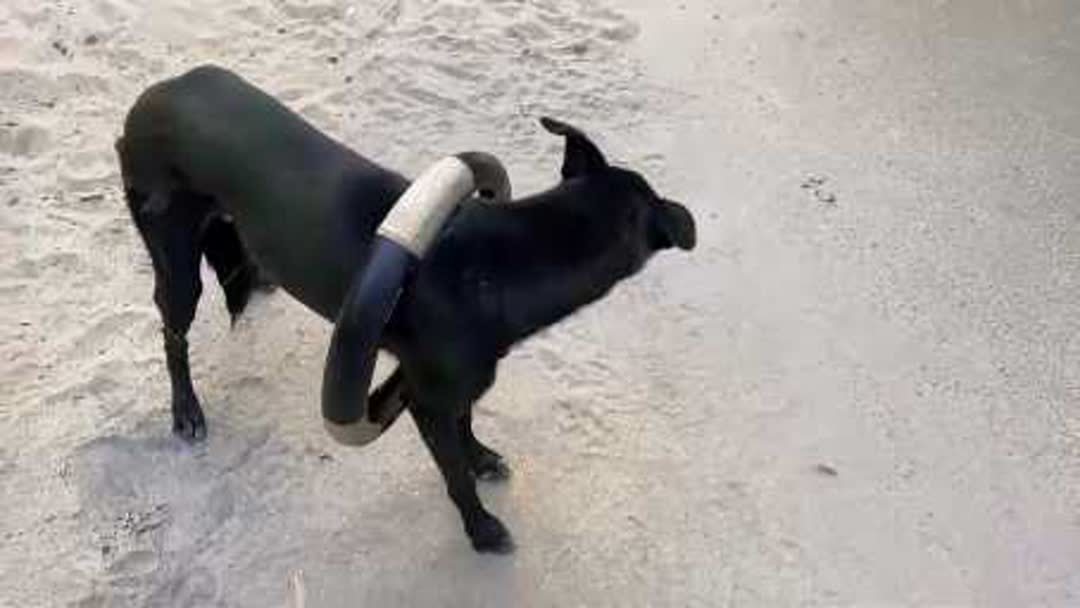 这是人干的事儿?把圈圈套在狗狗身上都无法挣脱!狗狗搞笑视频
