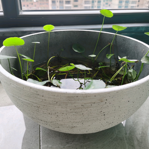 深圳市顺心百威达汽车服务有限公司 