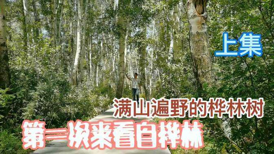 新疆旅游阿勒泰,梦想中的白桦林我来了,第一次看白桦林不想走了
