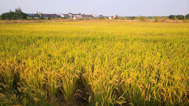 一个人步行去稻谷地看看,稻谷长得怎么样?再有几天就可以收割了