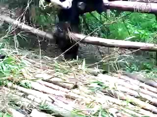 爆笑功夫熊猫翻滚大法