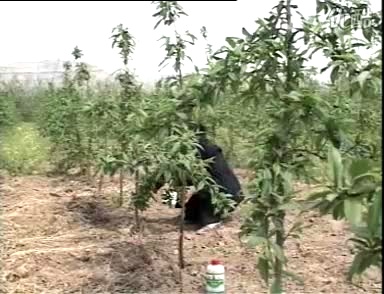 果树栽培技术