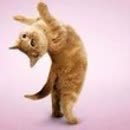 胖胖先生的故事 